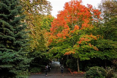 Where To See Fall Colors Around Seattle