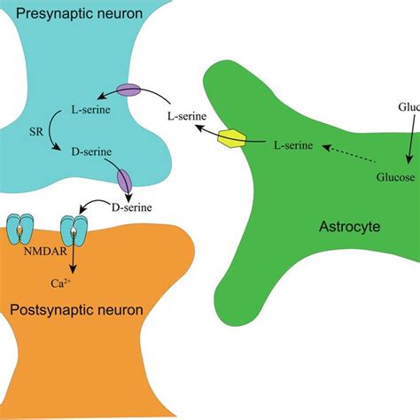 Synthesis And Transport Of D Serine In The Central Nervous System In Download Scientific