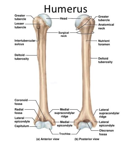 Humerus Anatomy