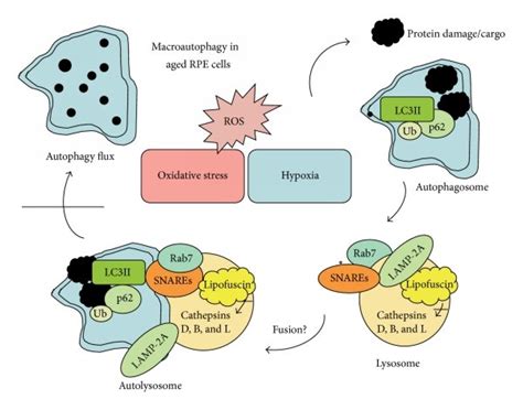 Schematic Presentation Of The Macroautophagy Process In Aged Retinal Download Scientific