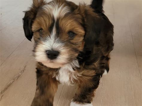 What Is The Average Lifespan Of A Havapoo Discover Lifespan Factors