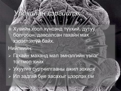 Туузан хорхой Tapeworm Pptx