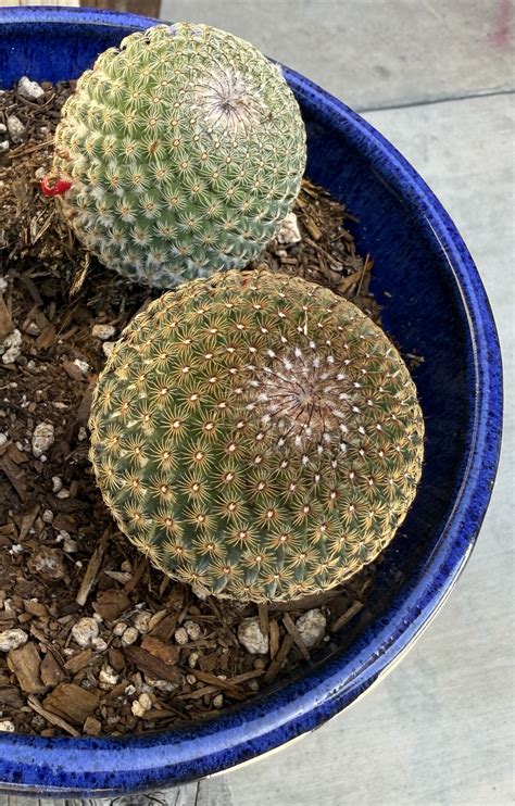 •fibonacci Spirals On Succulents• Album On Imgur