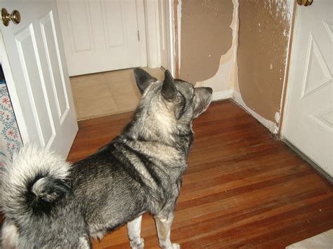 Ameoblaster [nsfw] By Burger Kurger