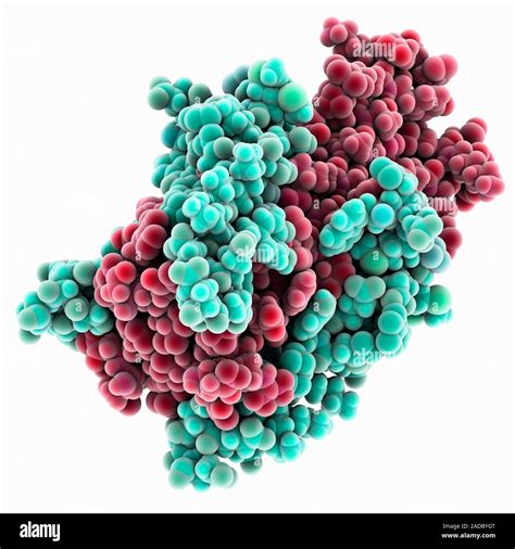 Hiv Gp41 Complexed With Inhibitor Computer Model Showing The Structure Of The Hiv 1 Human