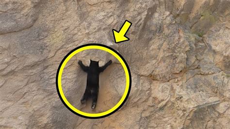 곰이 마지막 힘을 다해 으르렁거리며 도움을 청했는데 놀라운 일이 벌어졌다 Youtube