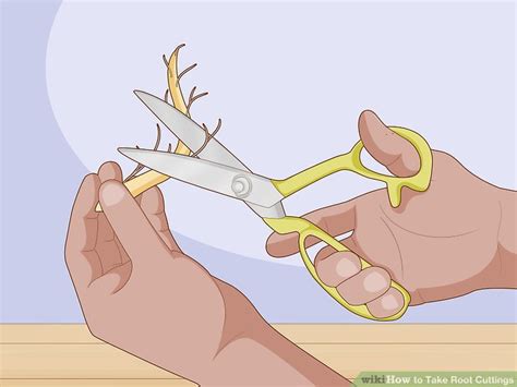 How To Take Root Cuttings Steps With Pictures WikiHow Life