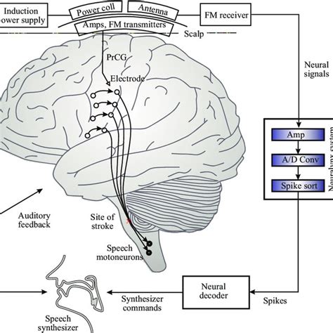 Color Online Schematic Diagram Of The Brain Computer Interface Of The Download Scientific