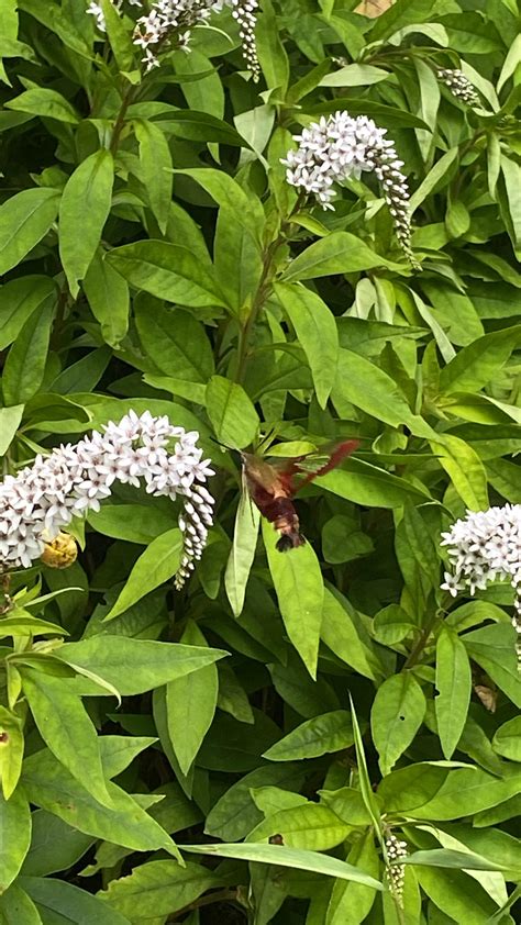 What Is This Bug Oregon R Whatsthisbug