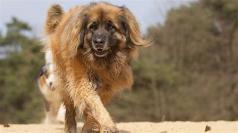 Породы собак с длинными и висячими ушами фото и описания