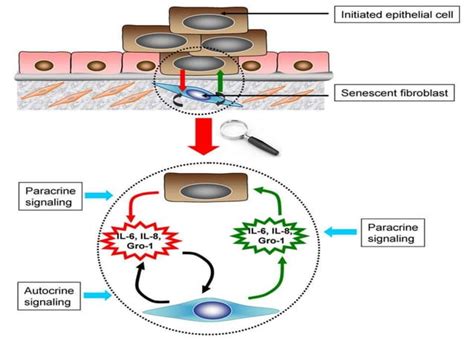 Cytokines Pathway Ppt