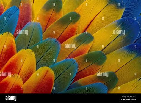 Usa Washington State Sammamish Feather Design From A Variety Of