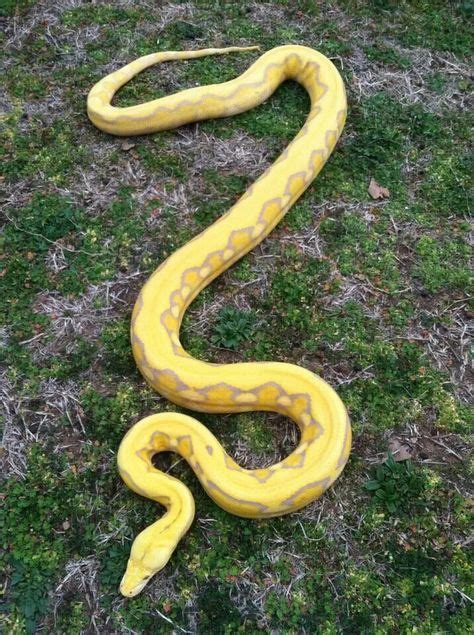 12 Kalatoa Reticulated Python Super Dwarf Ideas Reticulated Python