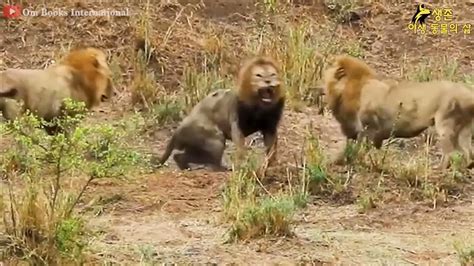 45 장대한 순간 사자와 호랑이 사투 And 사자 대 호랑이 실제 싸움 Youtube