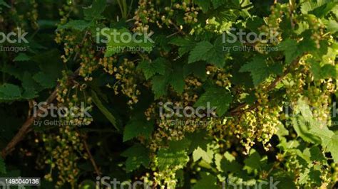 열매 건포도의 개화와 녹색 난소 가지에 여러 꽃 정원에 녹색 잎이있는 빨간색 검은 색 또는 흰색 건포도의 꽃이 만발한 부시 건포도 클로즈업의 설 익은 녹색 열매 0명에 대한