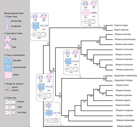 Results Of Pollen Character Evolution Shown On The Maximum Likelihood