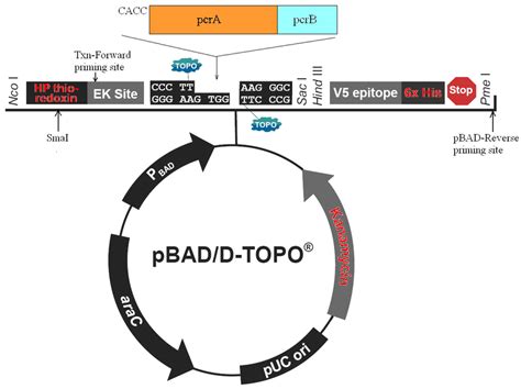 Expression Vector Pbad Pcrab Smai Cutting Site And Priming Sites Of Download Scientific