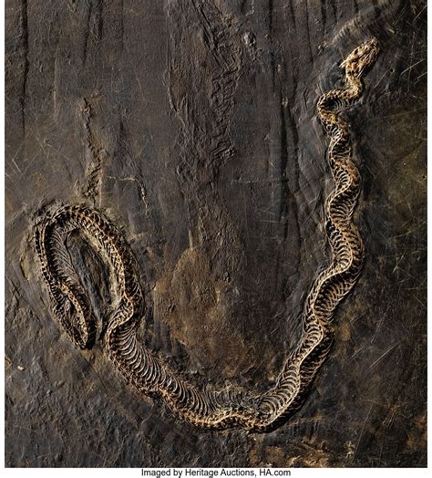 Incredibly Rare Fossil Snake Fossils Amphibians And Reptiles Lot