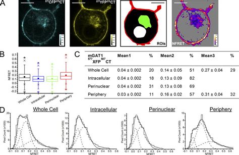 Pixel By Pixel Quantification Of Sensitized Emission Fret Between Download Scientific Diagram
