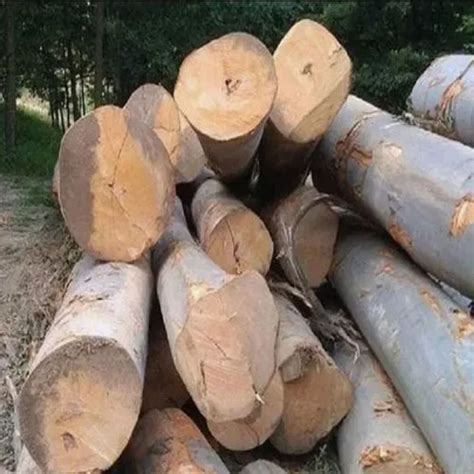 Pine Wood Log At ₹ 300 Cubic Feet Pine Timber Wood Logs In Chennai Id 27156356373
