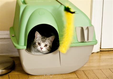 Natural Cat Litter Organic Kitty Litter Options