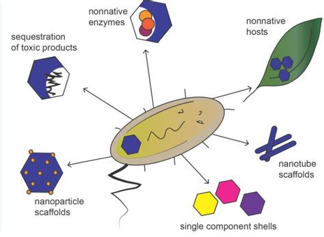 Advances In The World Of Bacterial Microcompartments Pmc