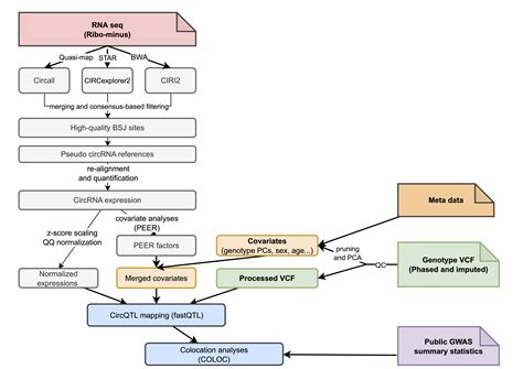 Cscqtl An Integrative Framework For Circular Rna Quantitative Trait