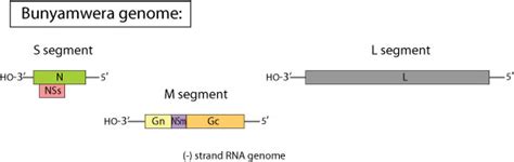 Rule Of 6ix The Origin Of Schmallenberg Virus And The Need For More