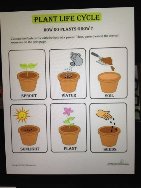 Plant Life Cycle Kindergarten Lesson Plan Plant Life Cycle Kindergarten Lesson Plan