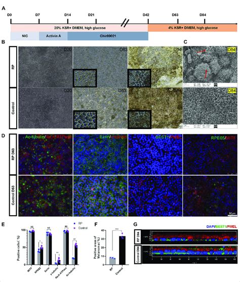 Directed Differentiation Protocol Of Rpe Cells A Schematic Download Scientific Diagram