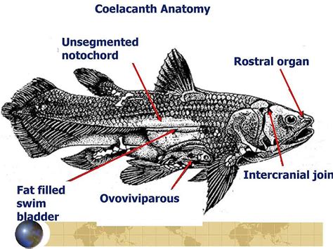 Ovoviviparous Diagram