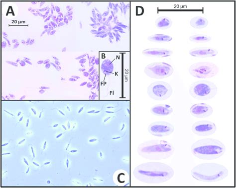 Morphology Of Trypanosomatid Cells In Axenic Cultures A