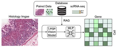 Rag St Retrieval Augmented Generation For Spatial Transcriptomics Ucsc Ospo