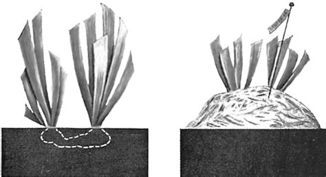 Growing Aril Iris Flowers Unique Colors Incomparable Forms