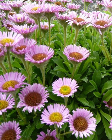 Does Seaside Daisy Grow In Shade At Billy Mcmanus Blog