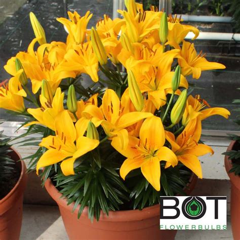 Tiny Bee Bot Flowerbulbs