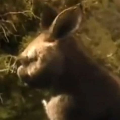 Procoptodon Adventures Of Jairex And Tirzah Rose Wiki Fandom