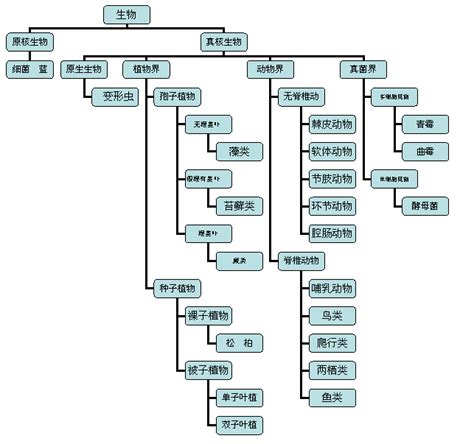 生物分类 快懂百科