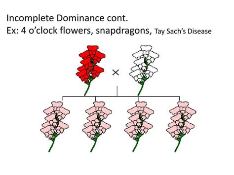 Human Genetic Inheritance Patterns Pptx