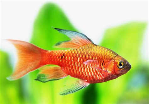 Barb Fish Species
