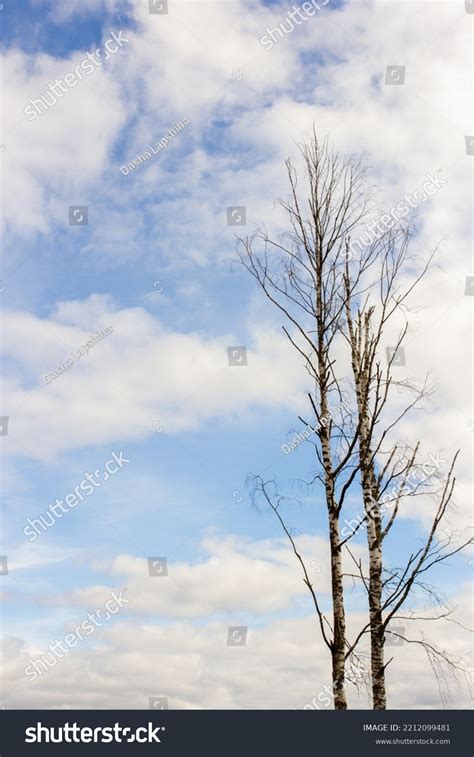Naked Tree No Leaves On Sky Stock Photo 2212099481 Shutterstock