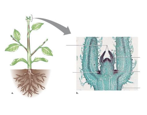 Coleus Stem Tip Quiz