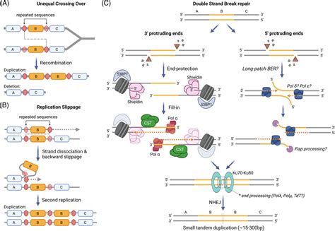Chromosomal Breaks At The Origin Of Small Tandem Dna Duplications