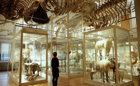 The Harvard Museum Of Natural History Boston