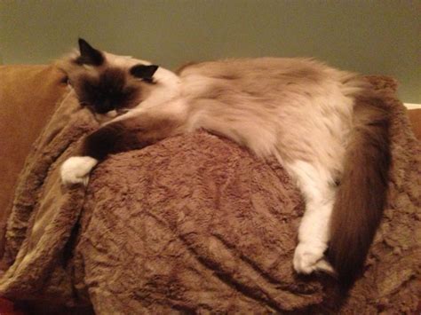 Lazy Louie Lazy Louie