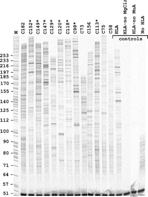 Mismatch Targeting Analysis Strand Transfer Products Of In Vitro Download Scientific Diagram