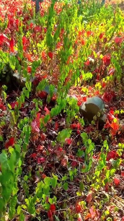 Старовинне кладовище цвинтар кладовище могила історія історіяукраїни руїни Abandoned