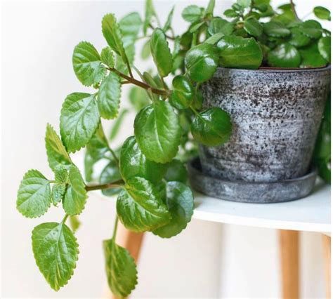 Planta Del Dinero Cuidados Planta Del Dinero Plectranthus Australis