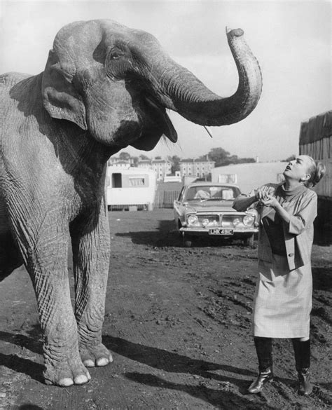 Joan Crawford With Elephant On The Set Of Berserk 1967 Directed By
