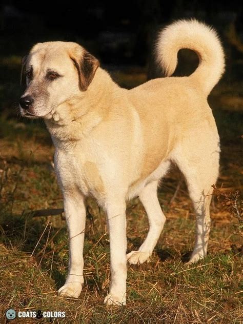 Anatolian Shepherd Coat Colors